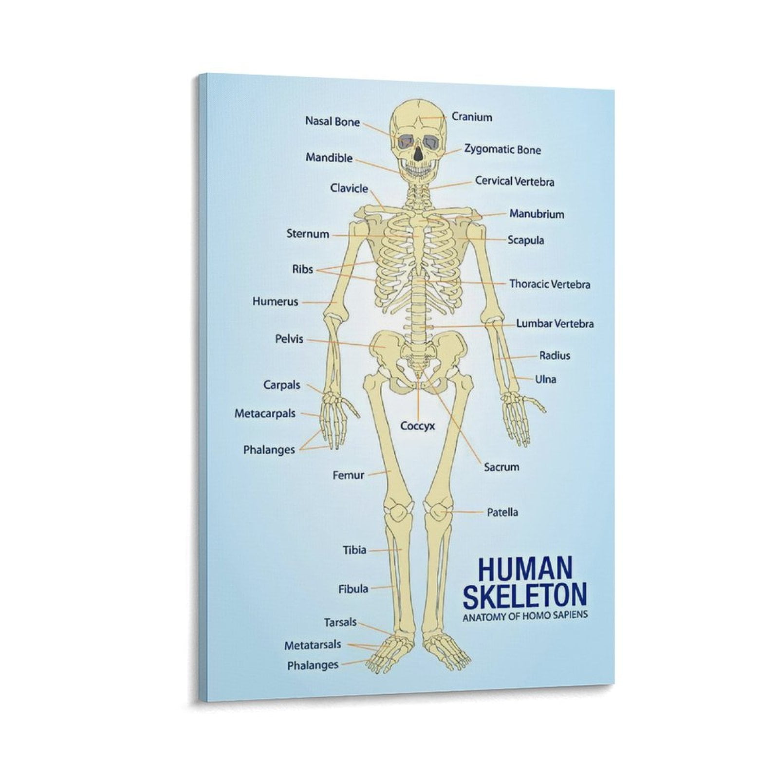 Human Skeleton Anatomy Anatomical Chart Education Posters Home Decor ...