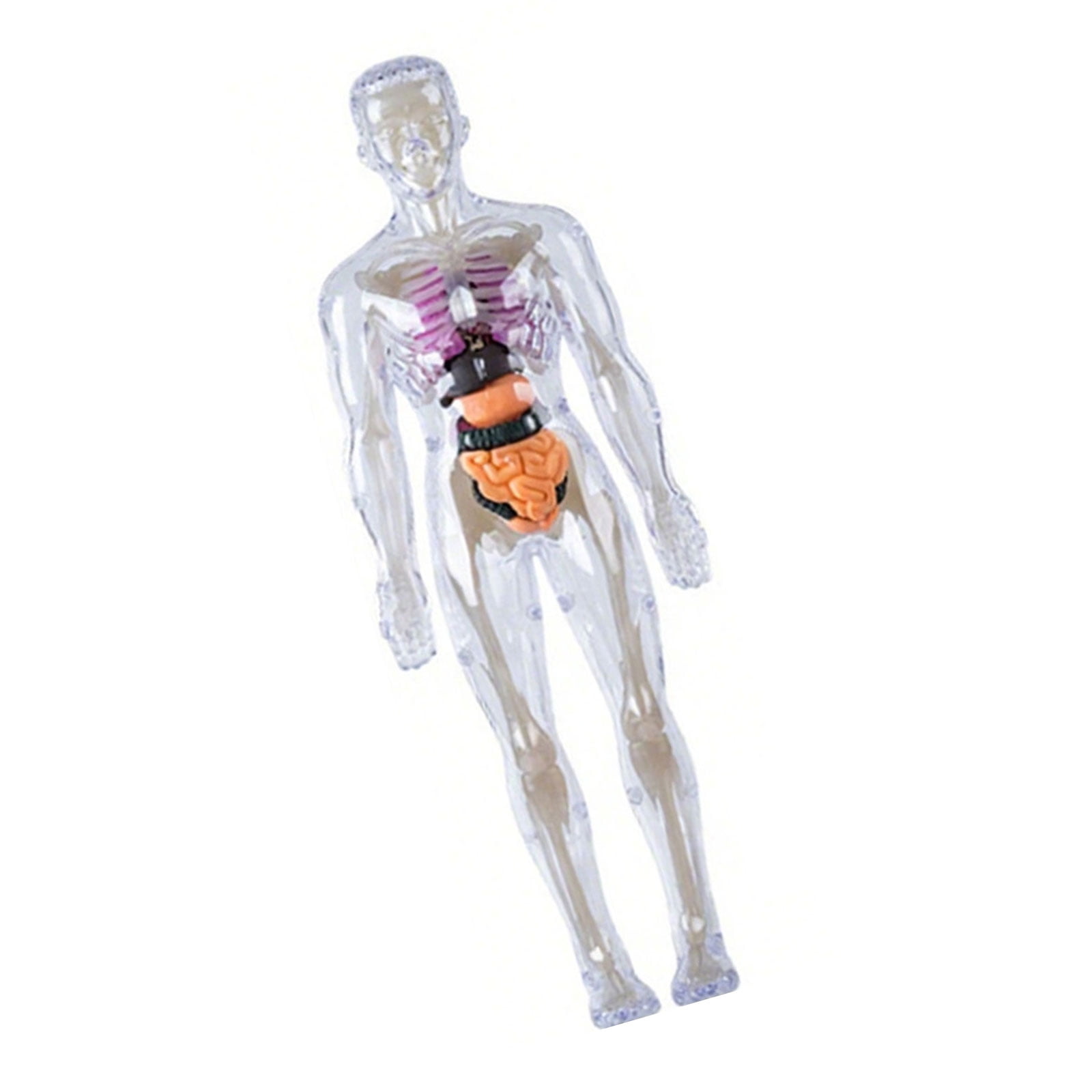 Human Skeleton Anatomy Model For Teaching Demonstration Clear ...
