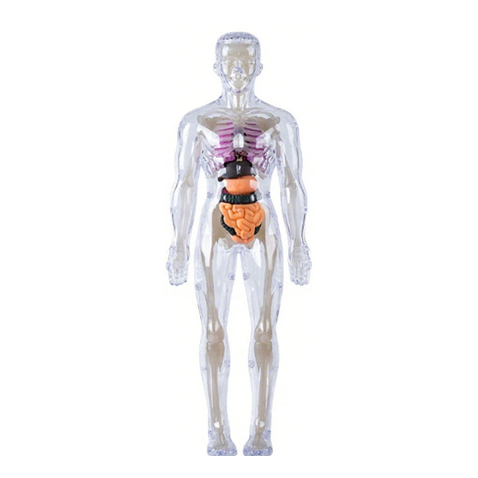 Human Skeleton Anatomy Model with Detachable Organs Realistic ...