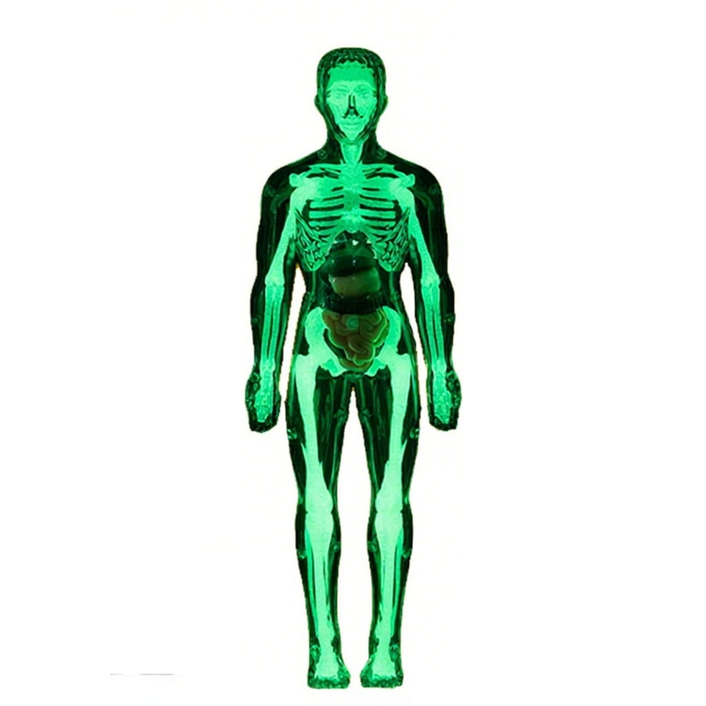 Human Skeleton Anatomy Model with Detachable Organs Realistic ...