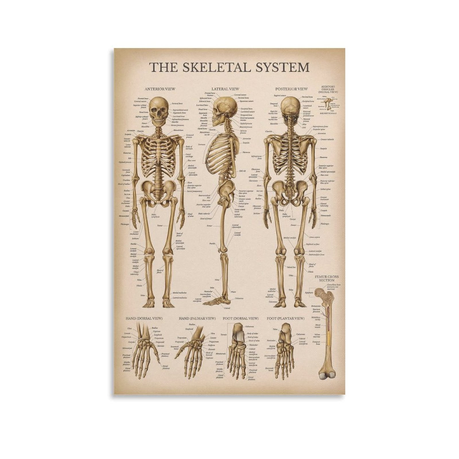 Human Skeleton Anatomy Poster (2) Painting On Canvas Wall Art Poster ...