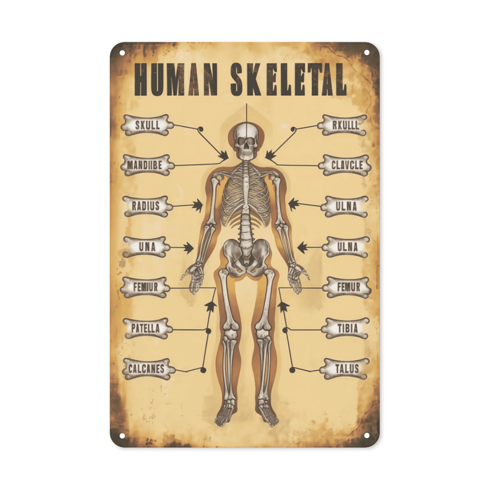 Human Skeleton Anatomy metal sign Vintage Science Decor Educational ...