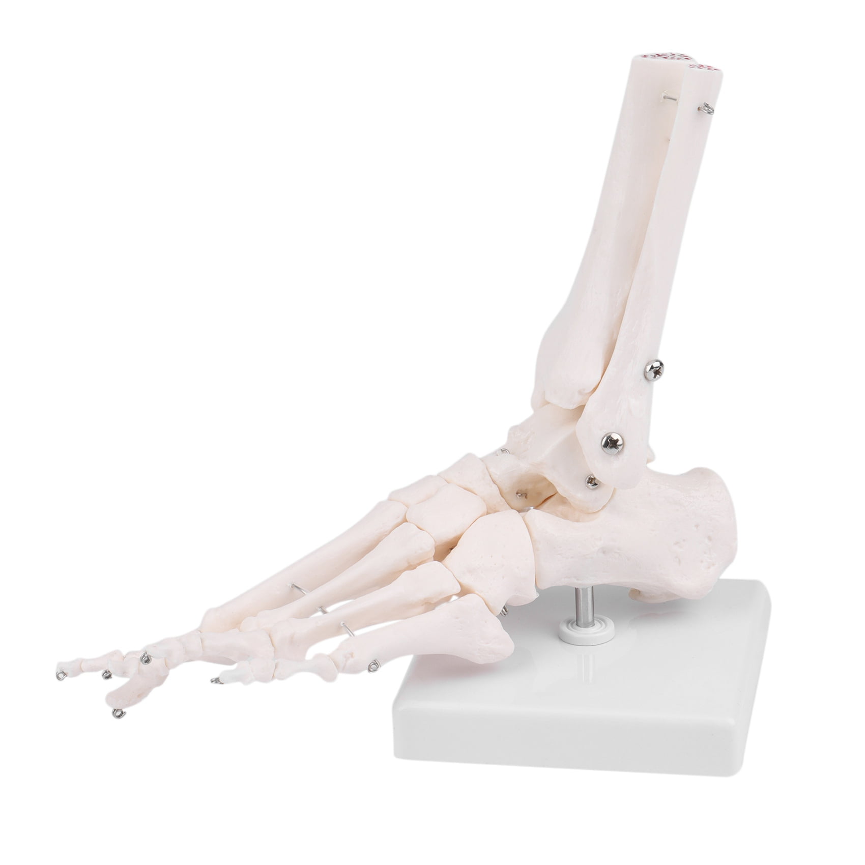 Human Skeleton Foot Anatomy Model and Ankle - Walmart.com