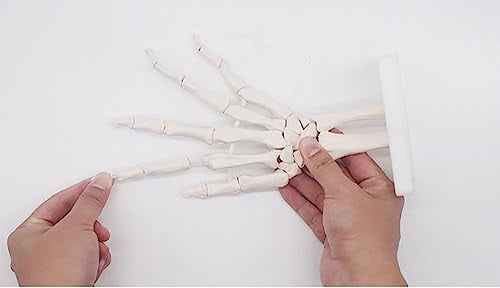 Human Skeleton Hand Joint Model,Life Size Finger Bone Model with ...