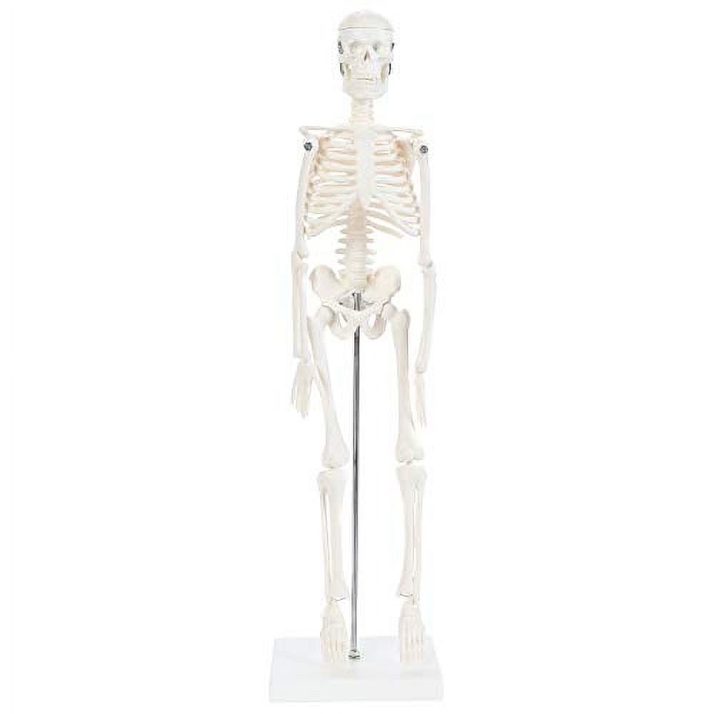 Human Skeleton Model, 19" Desktop Skeleton Has Movable Arms and Legs ...