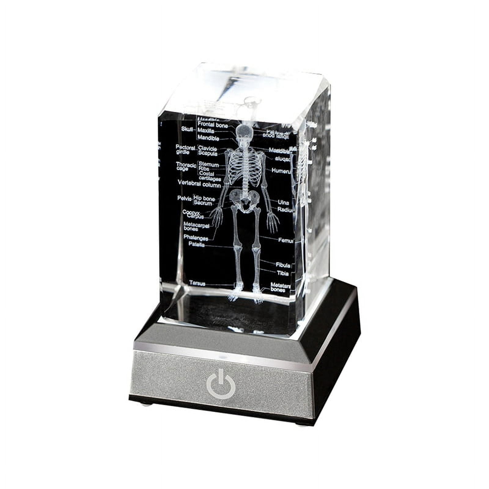 Human Skeleton Model Anatomy Gift Crystal Skeleton Model Medical-Statue ...