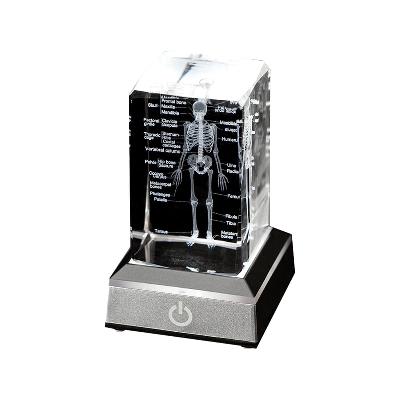 Human Skeleton Model Anatomy Gift Crystal Skeleton Model Medical-Statue ...