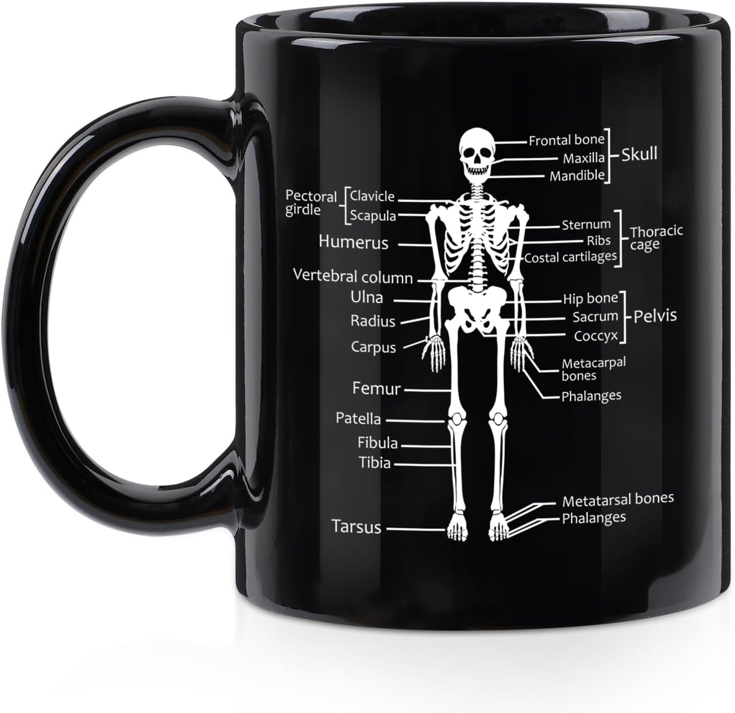 Human Skeleton Model Anatomy Gifts, Christmas Teachers Day Birthday ...