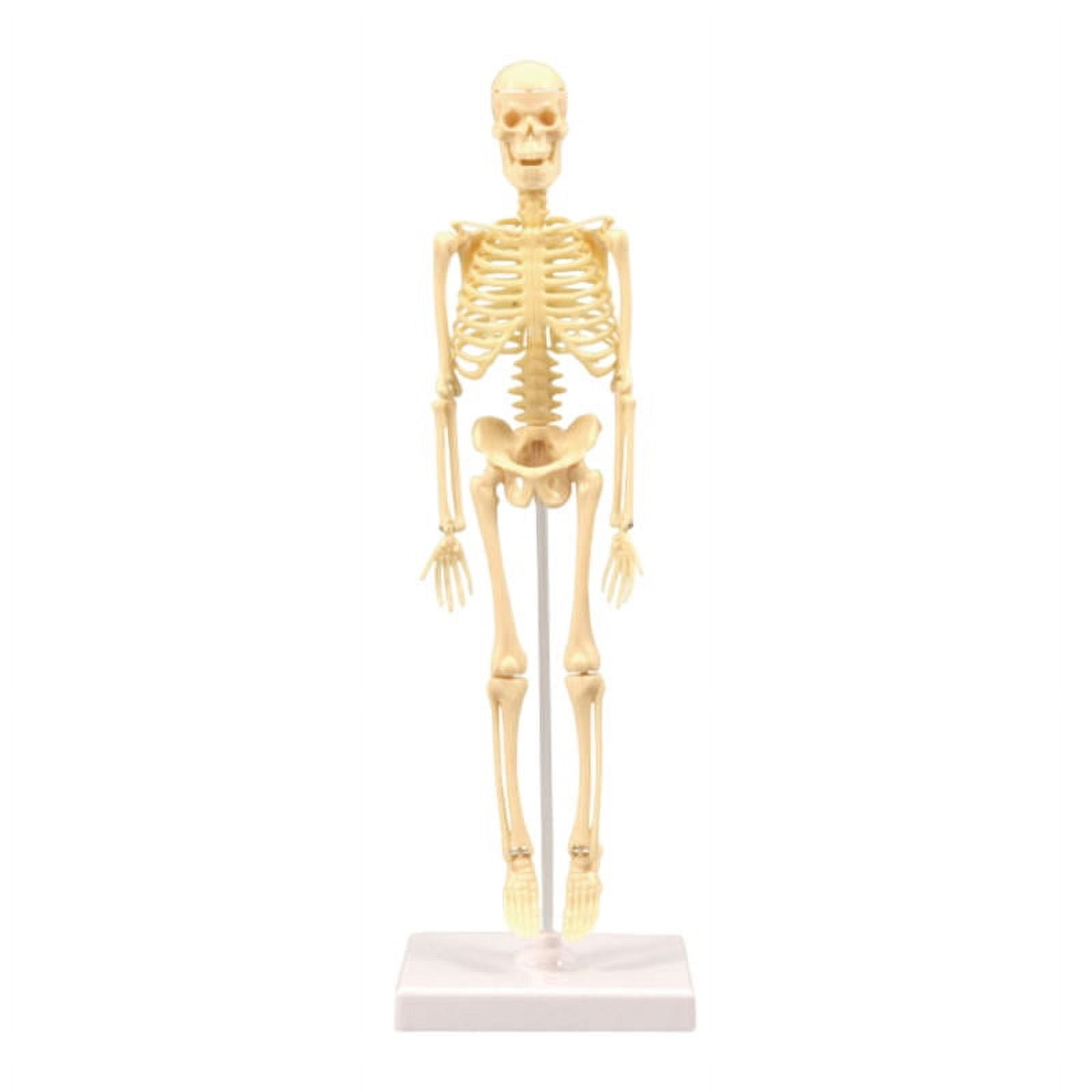 Human Skeleton Model- Body Model with Realistic Looking Bones and ...