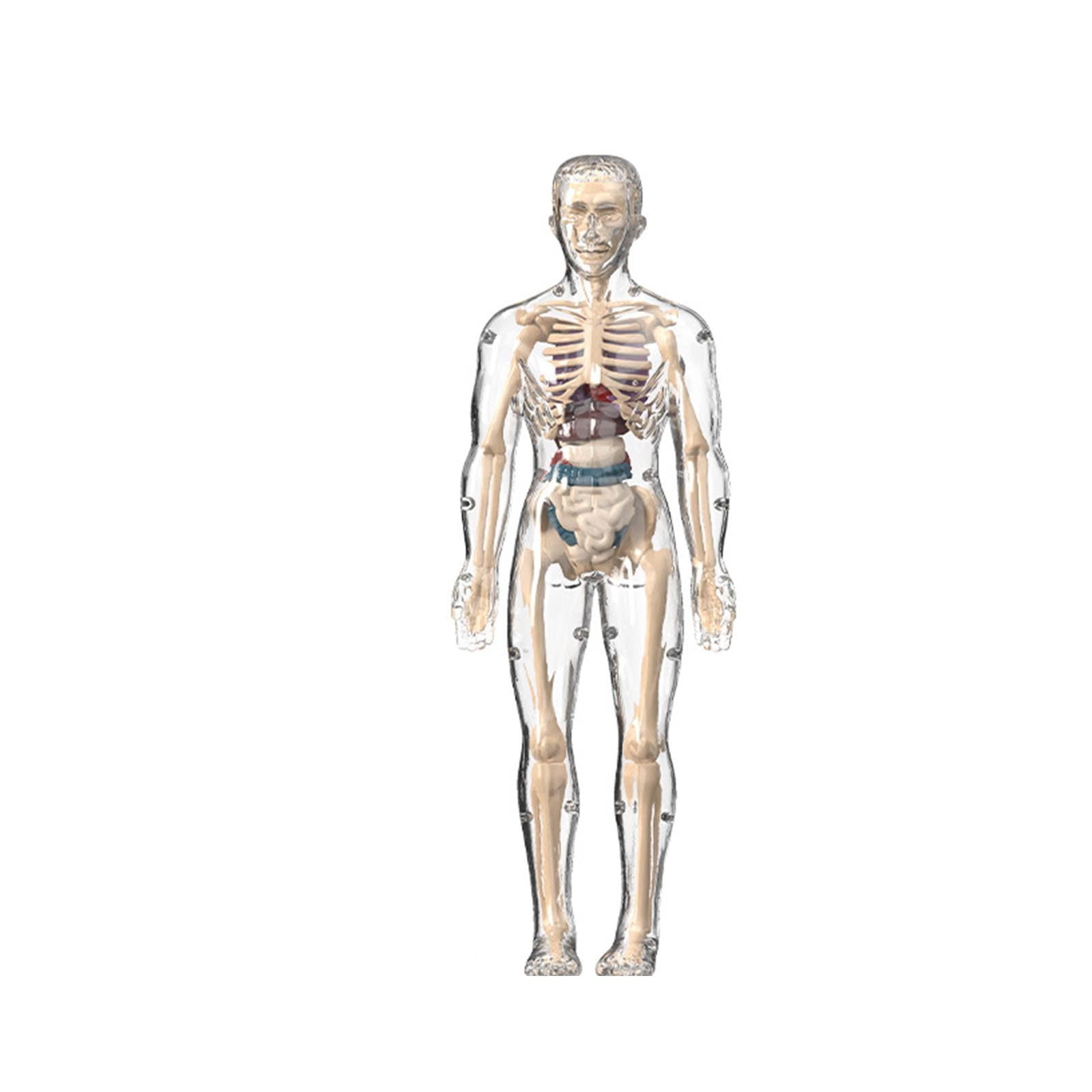 Human Skeleton Model For Educational Science Puzzle And Organ Assembly ...