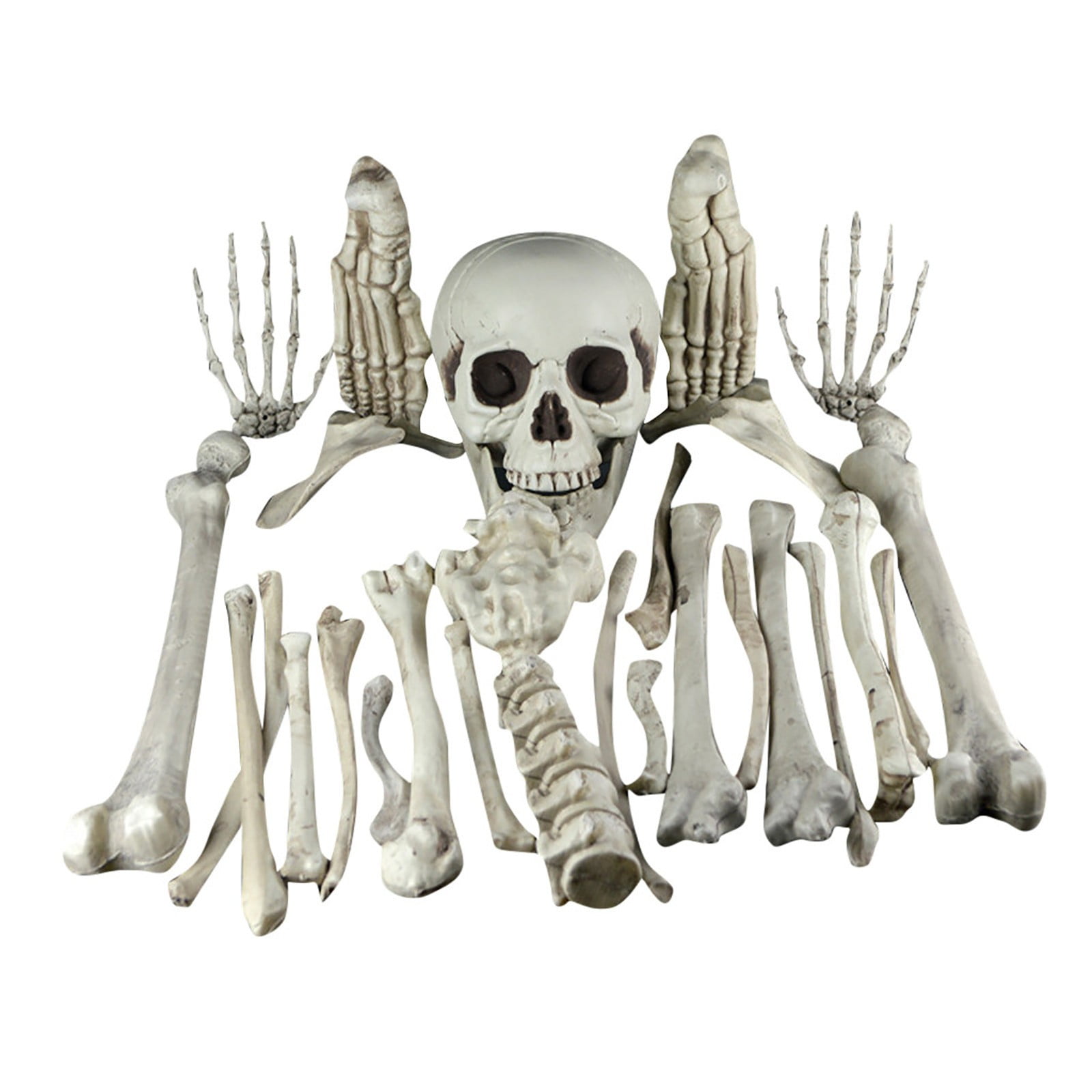 Human Skeleton Model Life Size 17 Piece Bone Set for Anatomy Study ...