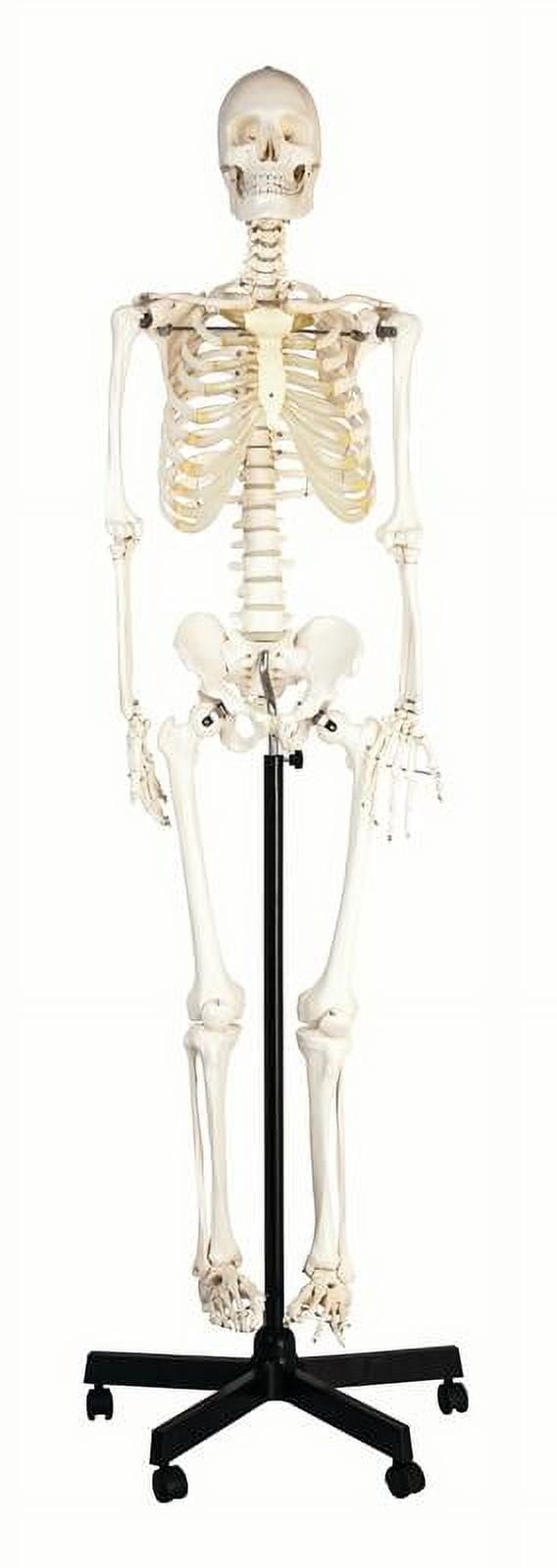 Human Skeleton Model, Life Size (64") & Natural Color - Flexible Spine ...