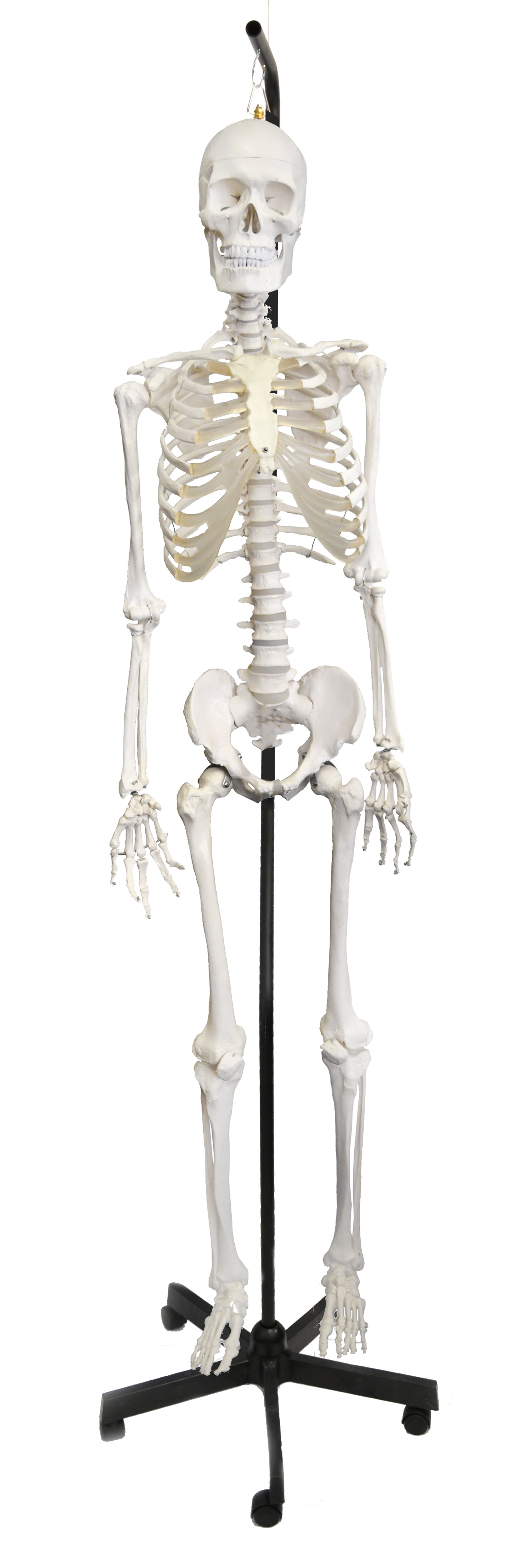 Human Skeleton Model, Natural Size & Color - Flexible Spine & Joints ...