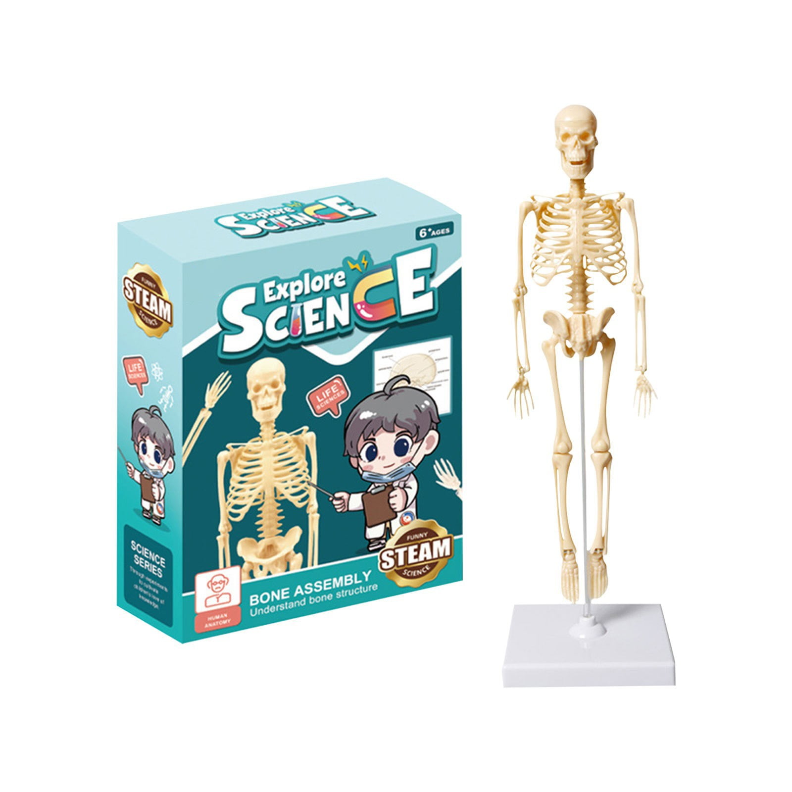 Human Skeleton Model for Anatomy – Educational Model with Movable Arms ...