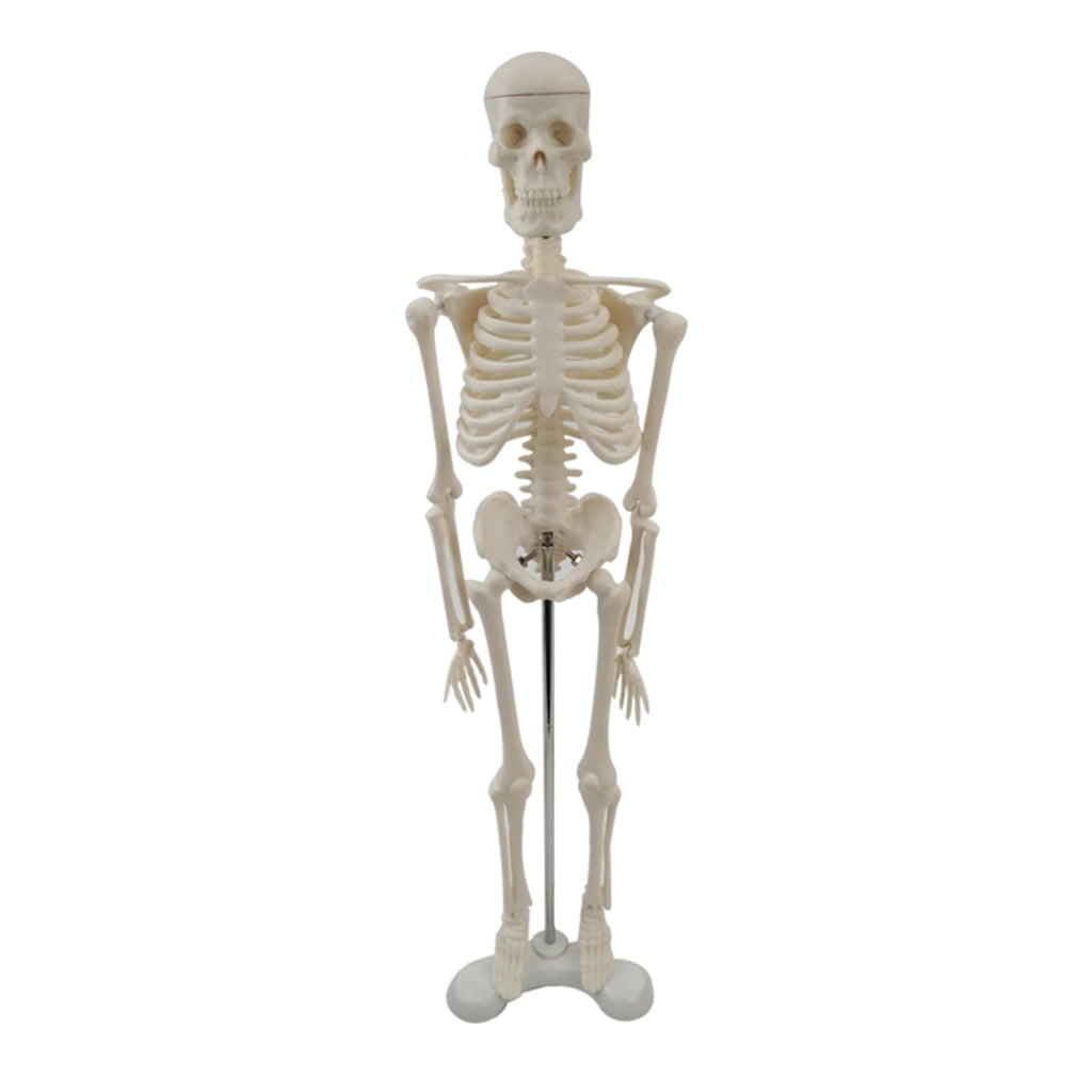 Human Skeleton Model for Anatomy Human Skeleton Model with Movable Arms ...