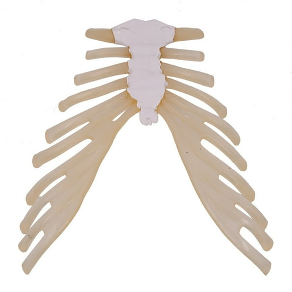 Human Skeleton Anatomy Model 1:1 Human Sternum Model School Teaching ...