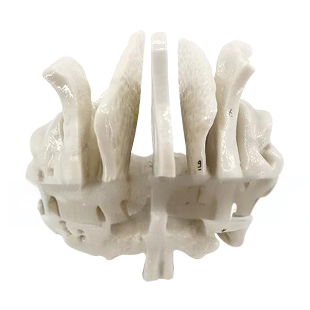 Human Skeleton Anatomy Model Sphenoid Ethmoid Bone Model School ...