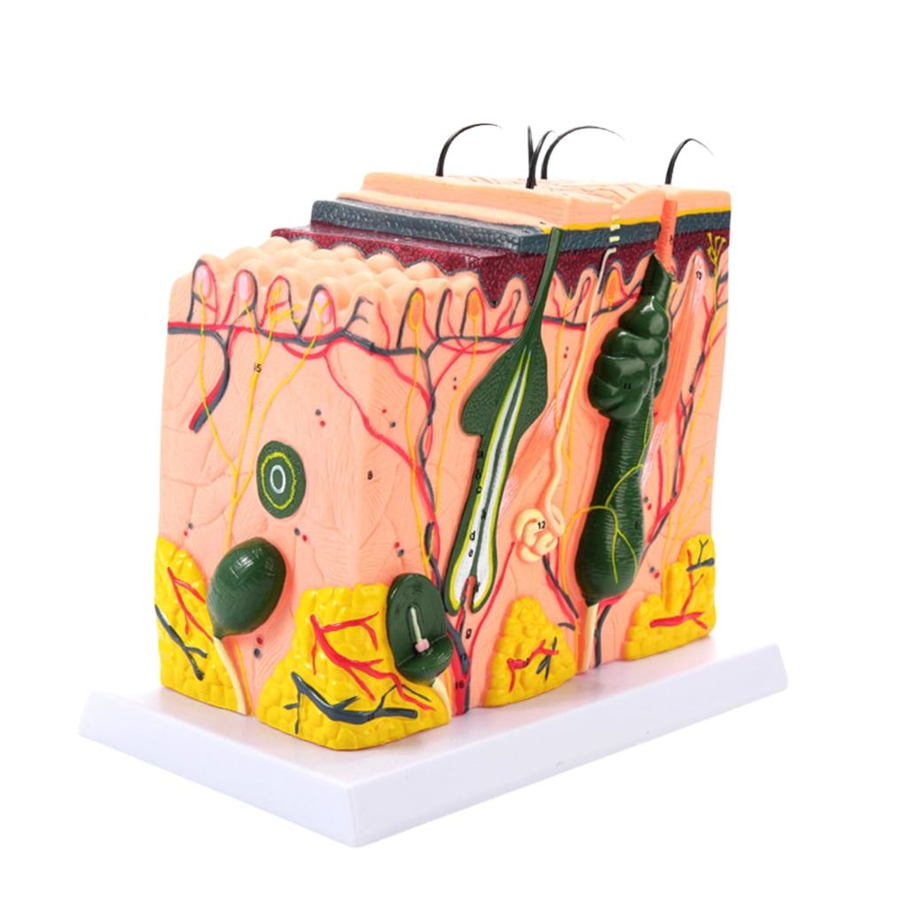Human Skin Model 35/50/70/85X Enlarged Skin Structure Anatomical Model ...