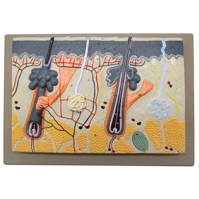 Human Skin Model, 70x Enlarged - with Hand Painted Details - Mounted on ...