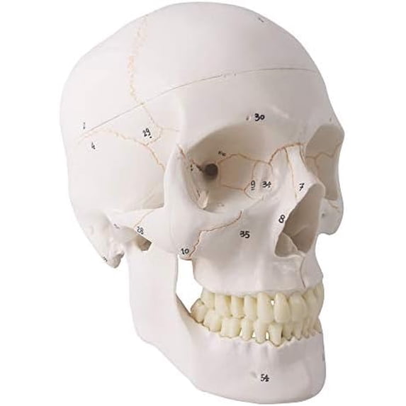 Human Skull Anatomical Model,with Painted Sutures 54 Pcs Labeled ...