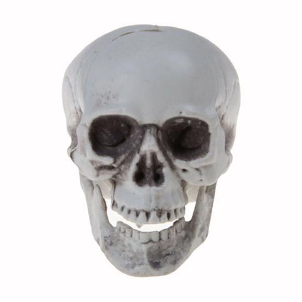 Human Skull Decors Prop Skeleton Plastic Head Hallown Coff Dections ...