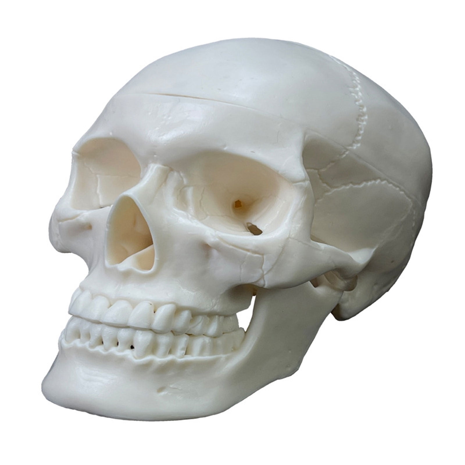 Human Skull Model,2 Parts Realistic Human Skull with Removable Skull ...