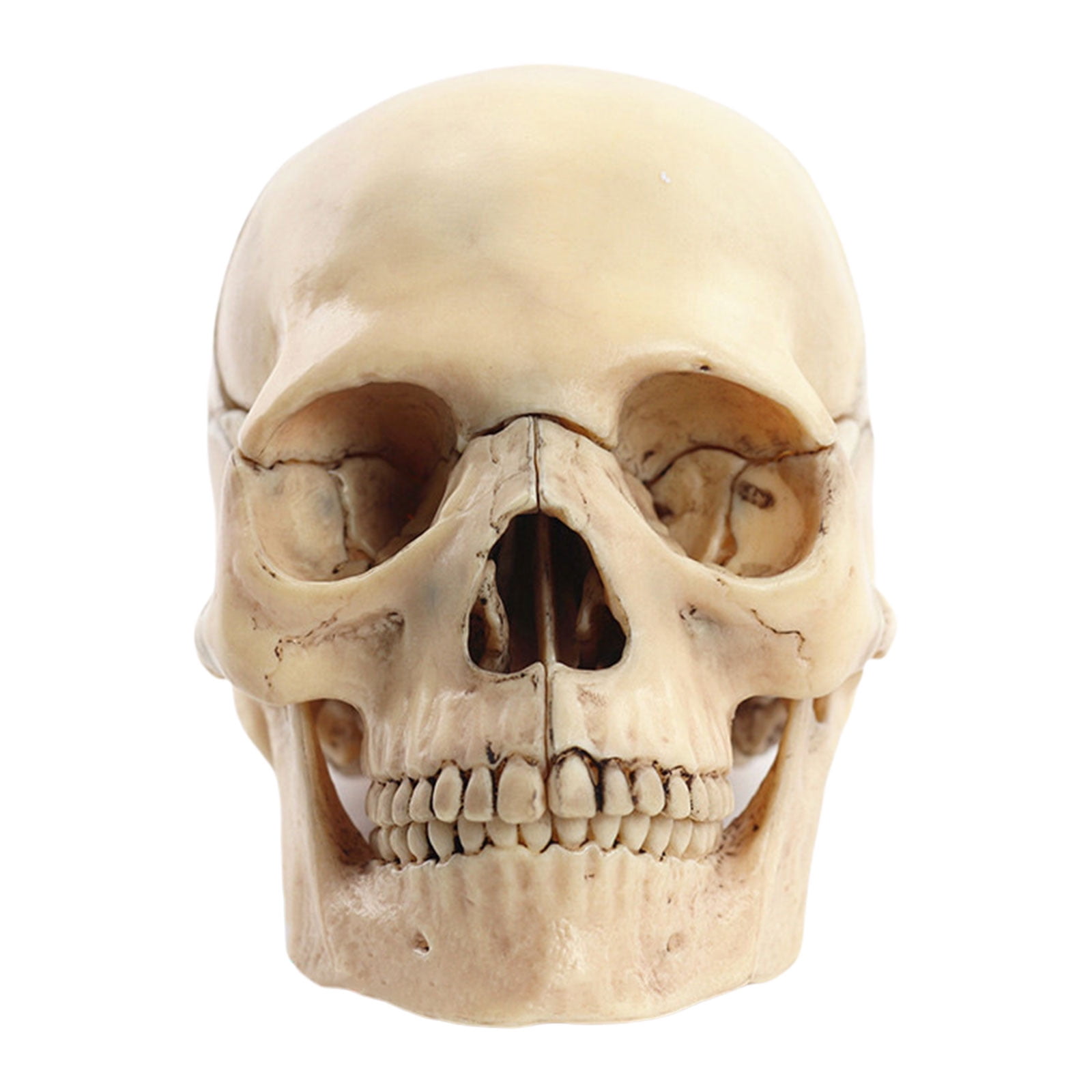 Human Skull Model For Demonstrating Skull Model Anatomy Skull Model ...