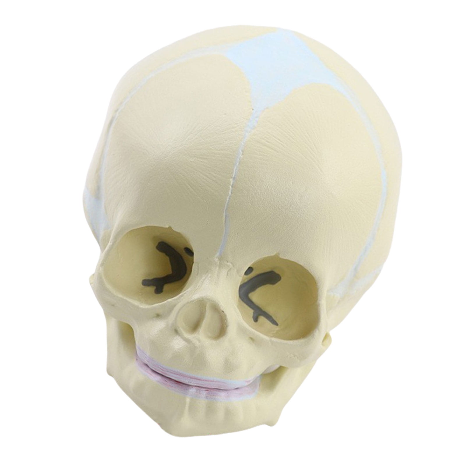 Human Skull Model For Demonstrating Skull Model Anatomy Skull Model ...