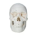 Human Skull Model Life Size Head Skeleton Model for Study Report ...