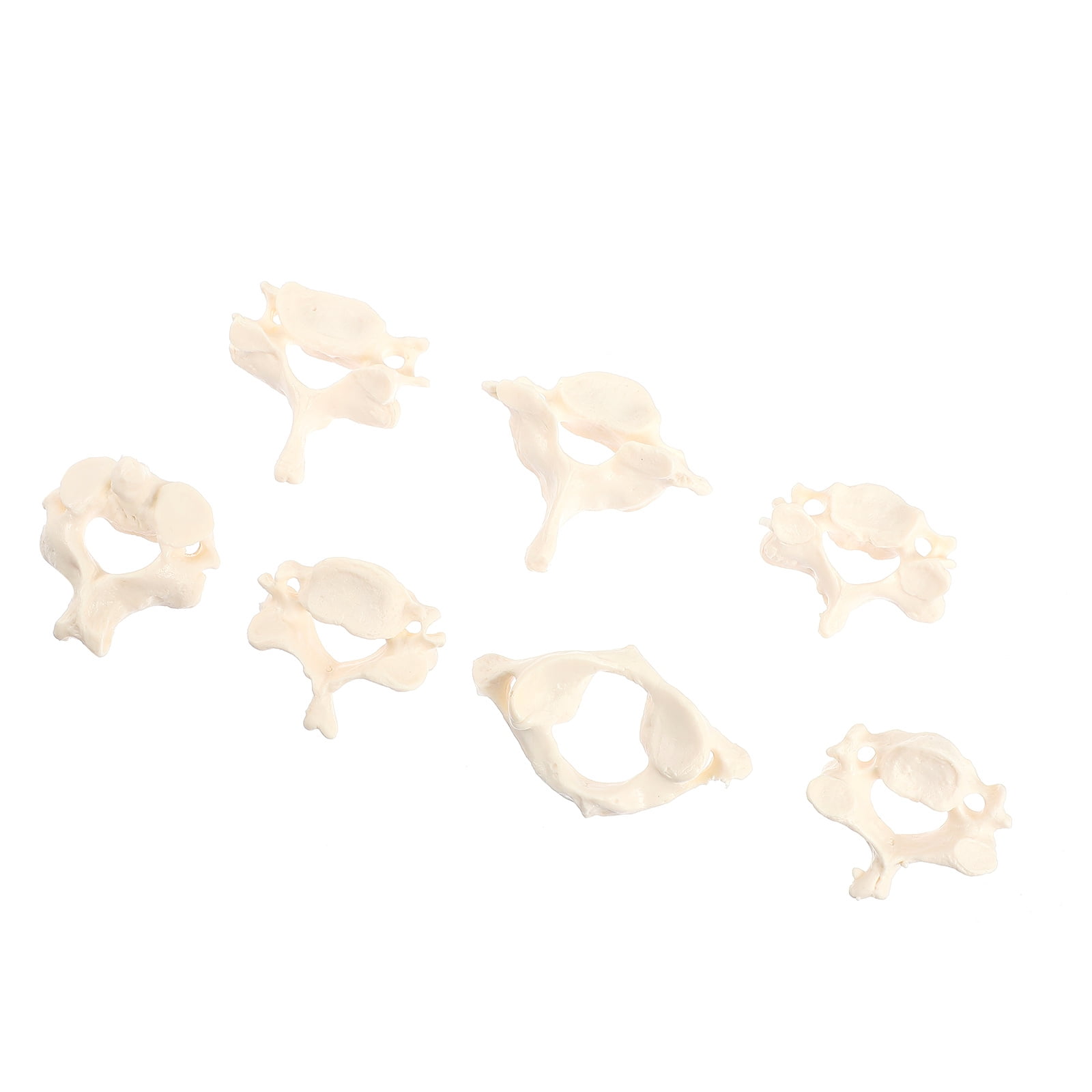 Human Skull Model Poster Bone Props White Color Cervical - Walmart.com