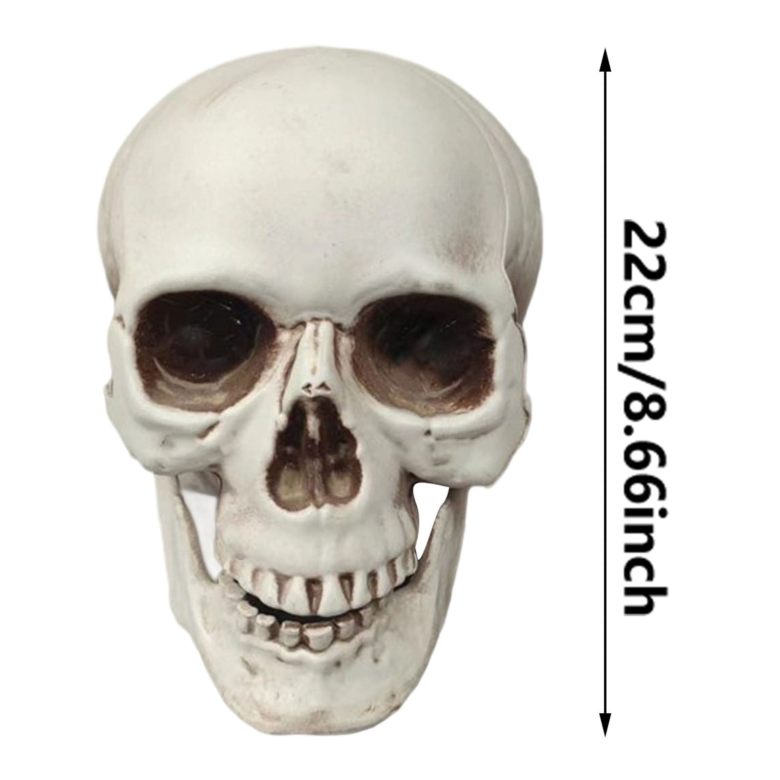 Human Skull Replica - Anatomically Accurate Skeleton Head Prop for ...