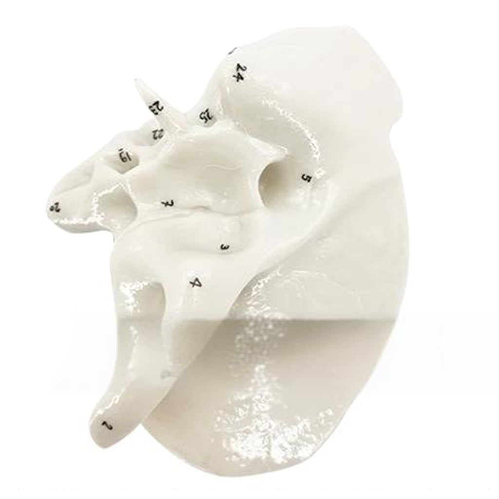 Human Sphenoid Anatomical Model Human Skeleton Model Temporal Bone ...