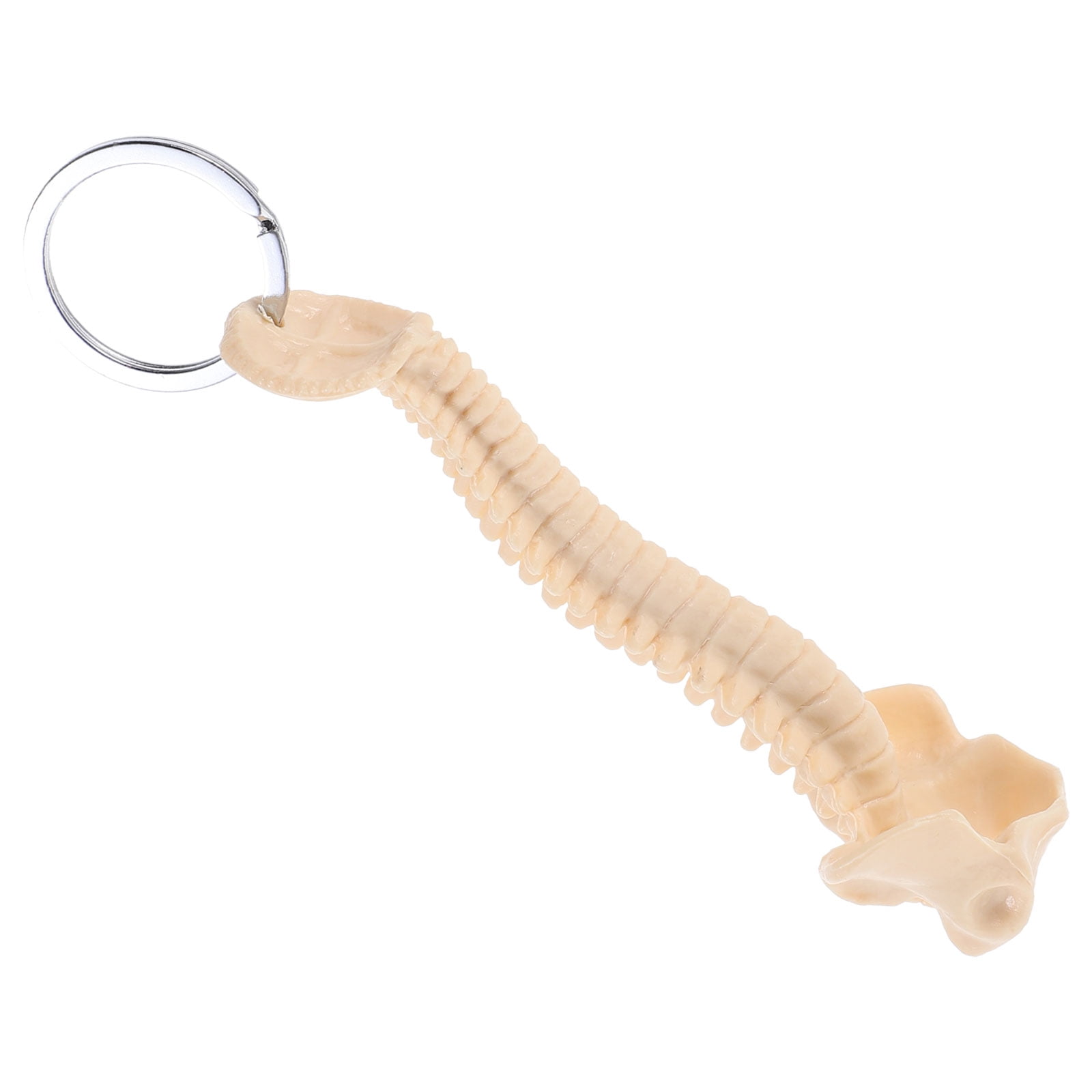 Human Spine Keychains Novelty Spine Model Key Rings Car Biology Key ...