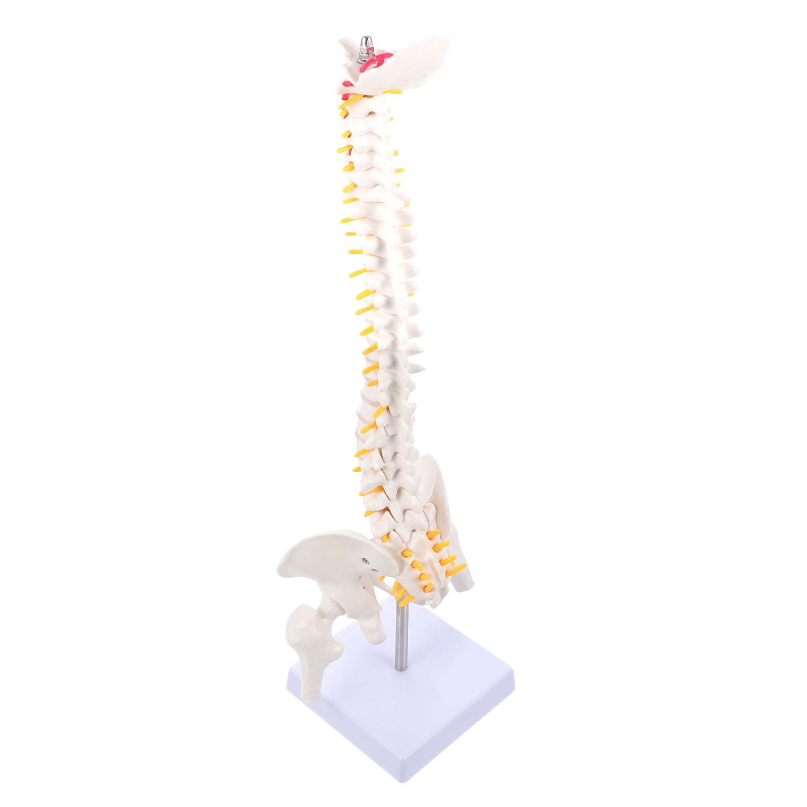 Human Spine Model Vertebral Column Spinal Models Real Person Cervical ...