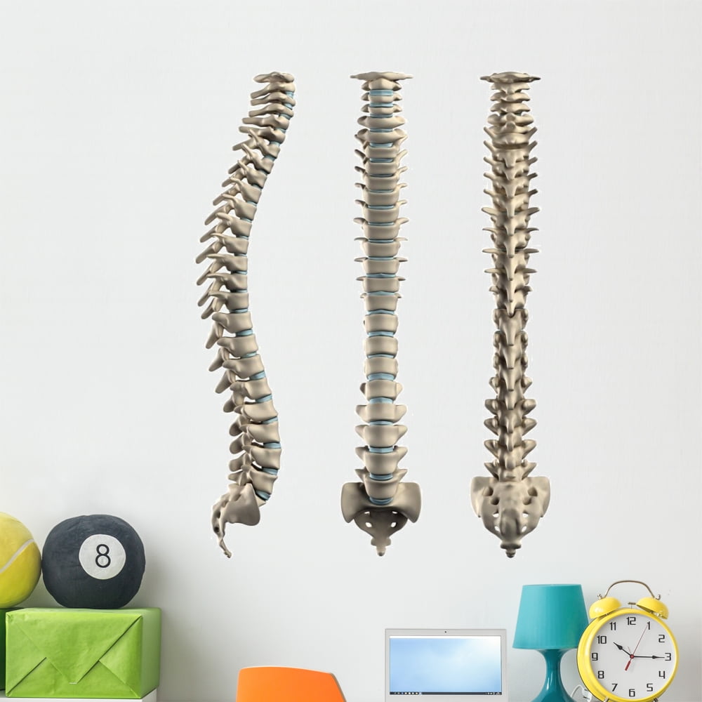 Human Spine with Disc Wall Decal by Wallmonkeys Peel and Stick Graphic ...