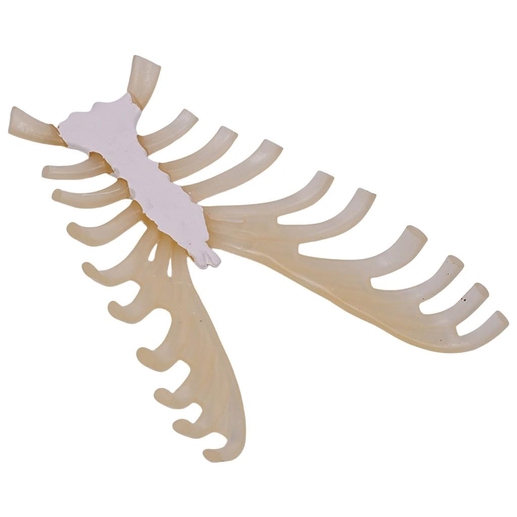 Human Sternum Model Human Skeleton Model Human Skeleton Anatomical ...