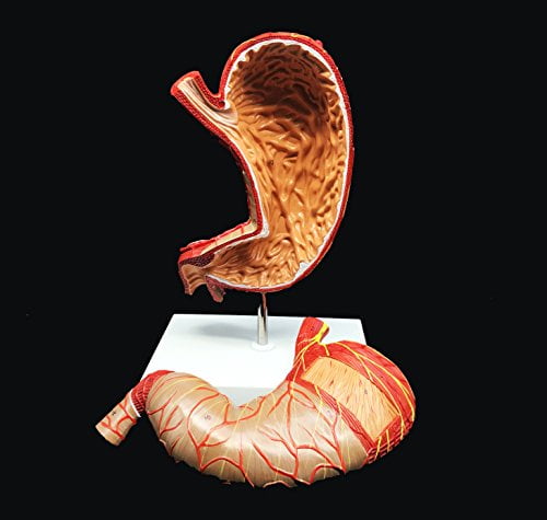 Human Stomach Model 1.5X Enlarged Anatomical Model Anatomy for Science ...