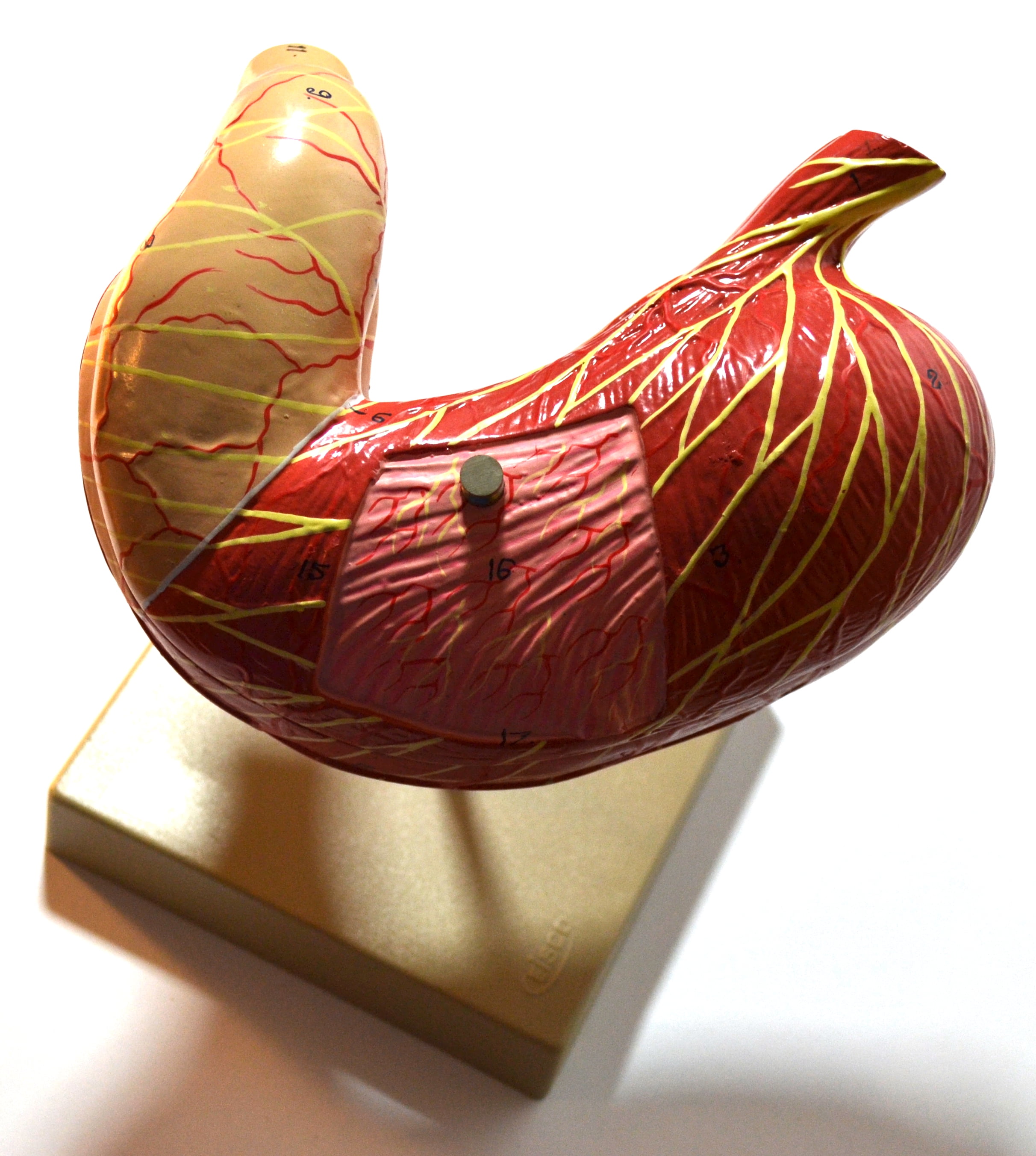 Human Stomach Model, 2 Parts, Three Dimensional, Sectional View with ...