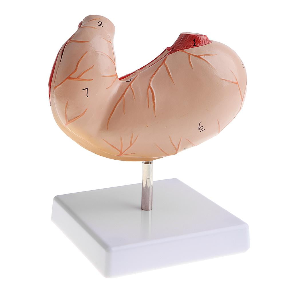 Human Stomach Model Lifesize (2 Parts) - 1:1 Stomach Structure Numbers ...
