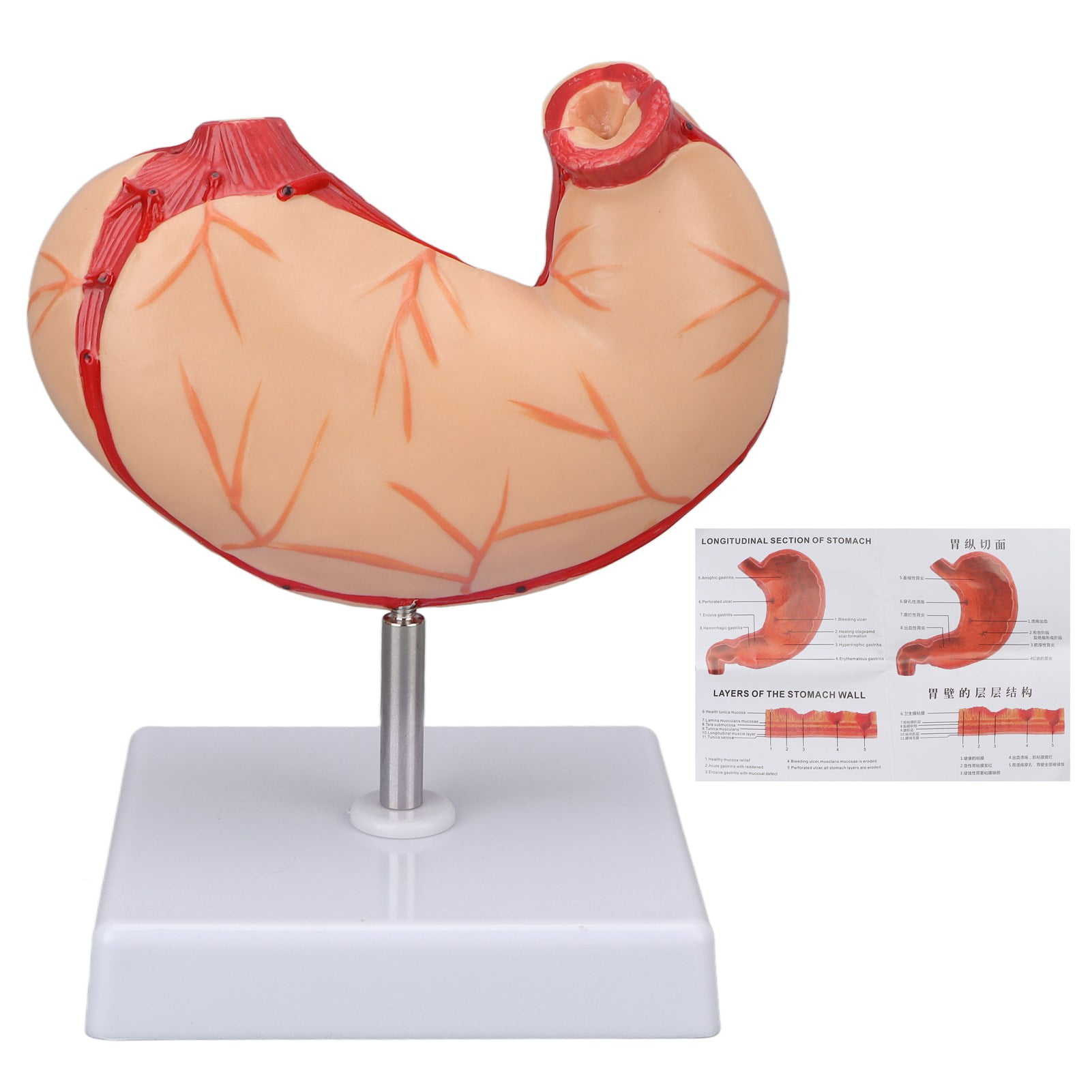 Human Stomach Model Simulated Stomach Anatomy Model Display Props for ...