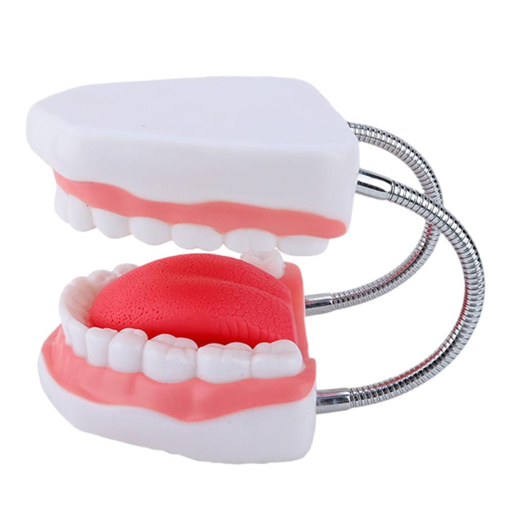 Human Teeth Anatomy Model with Removable Tongue Enlarged Teeth Tongue ...