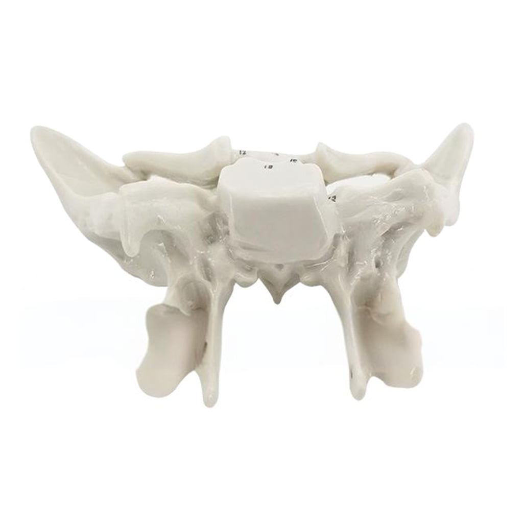 Human Temporal Bone Model Medicals Teaching Tool Human Skeleton Anatomy ...