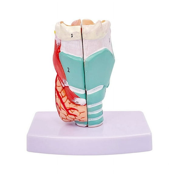 Human Throat Model, Anatomically Accurate Throat Model, Anatomy ...