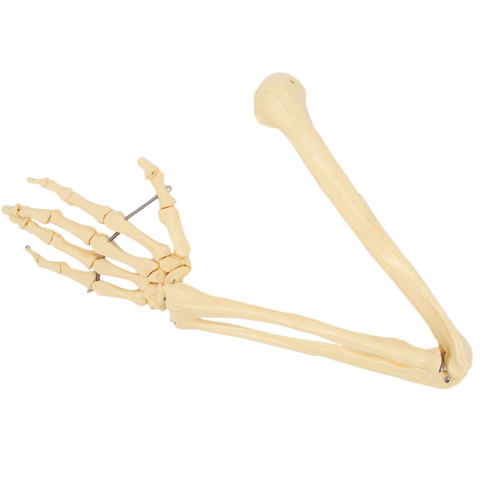 Human Upper Limb Bone Model for Teaching and Demonstration - Walmart.com