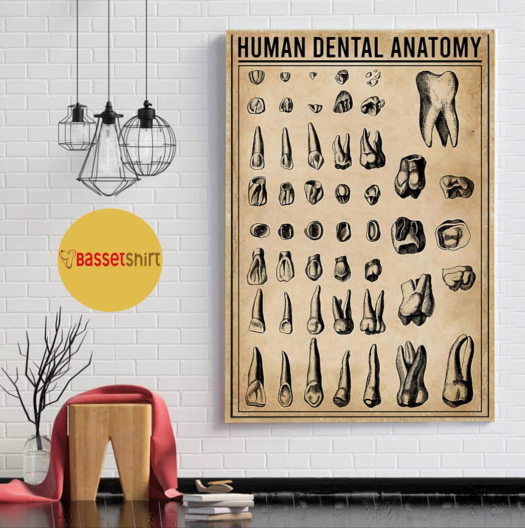Human dental anatomy vertical poster 11 x 17 Inch Poster - Walmart.com