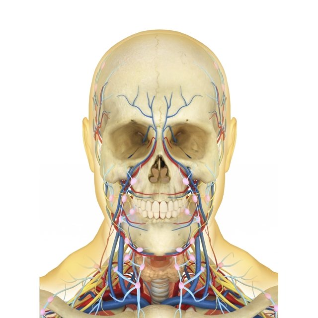 Human face and neck area with nervous system lymphatic system and ...