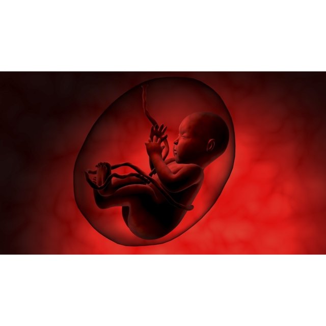 Human Fetus Inside Amniotic Sac Poster Print