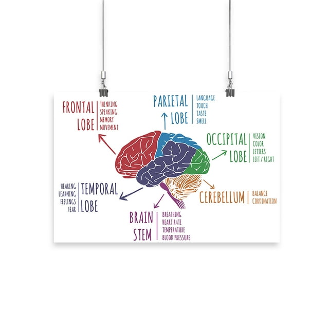 Human's Brain Function Poster -Image by Shutterstock - Walmart.com