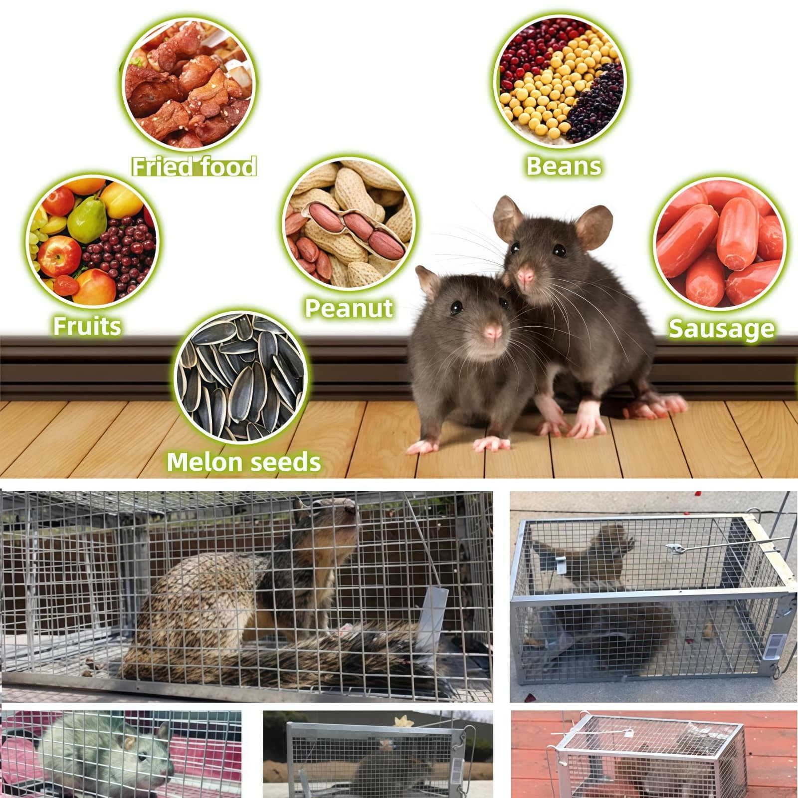 Humane Rat Trap Catch and Release Live Mouse Cage Traps with Automatic ...