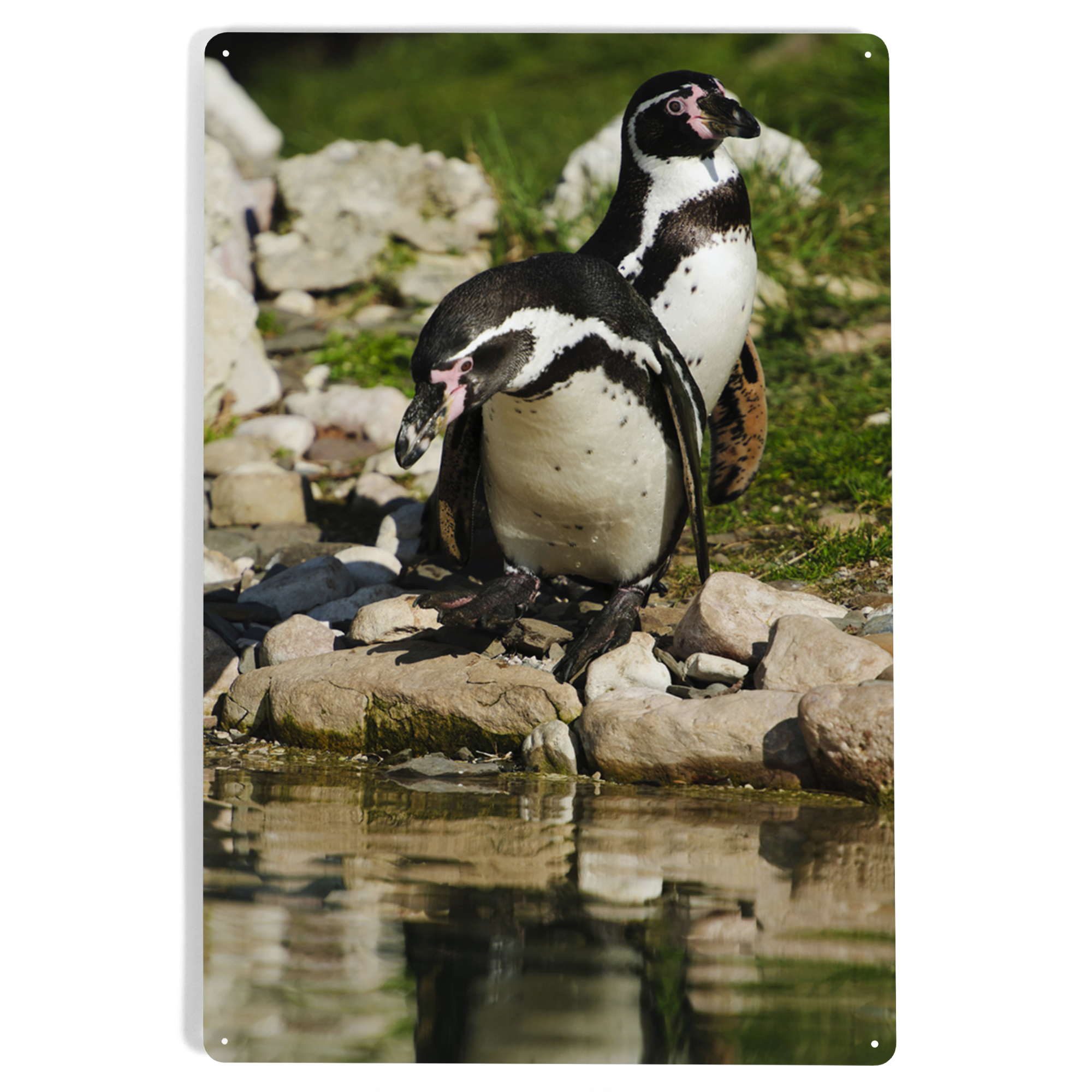 Humboldt Penguins (12x18 Aluminum Art, Indoor Outdoor Metal Sign Decor ...